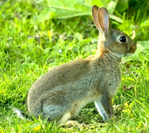 She Leapt into the Mystery | Dr. JoAnne Dodgson